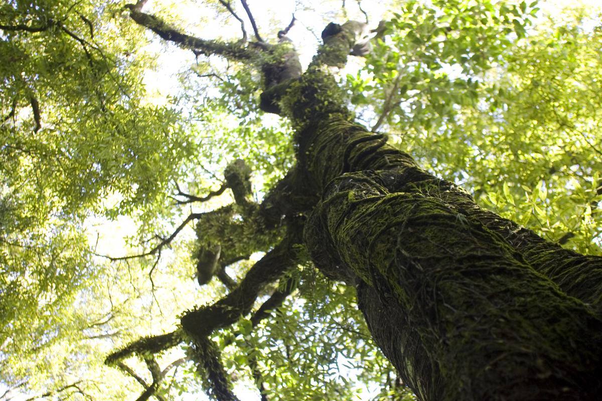 Tawa Tree – Friends of Tawa Bush Reserves