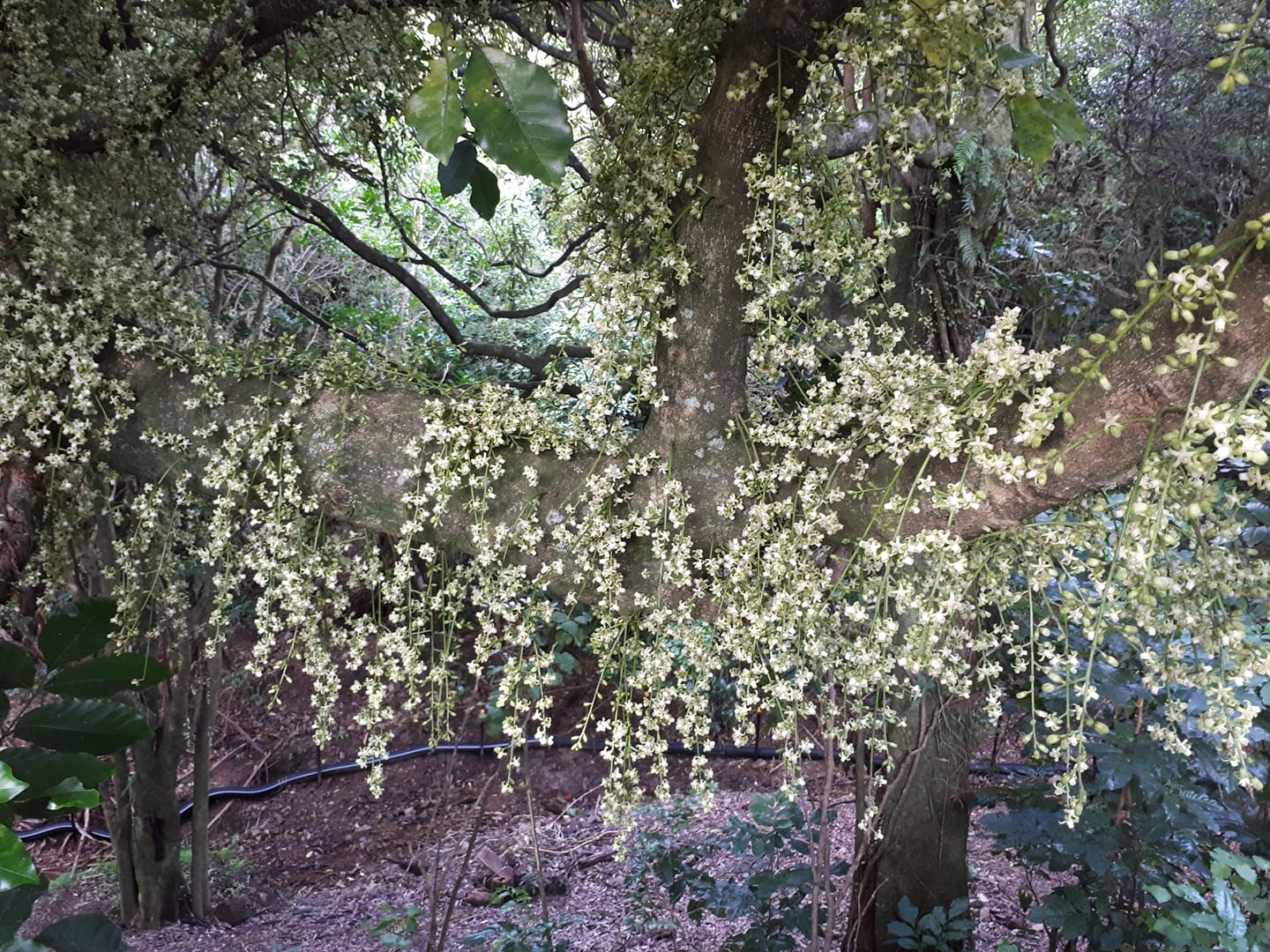 Know the native tree species in Tawa reserves with Gil Roper – Kohekohe ...