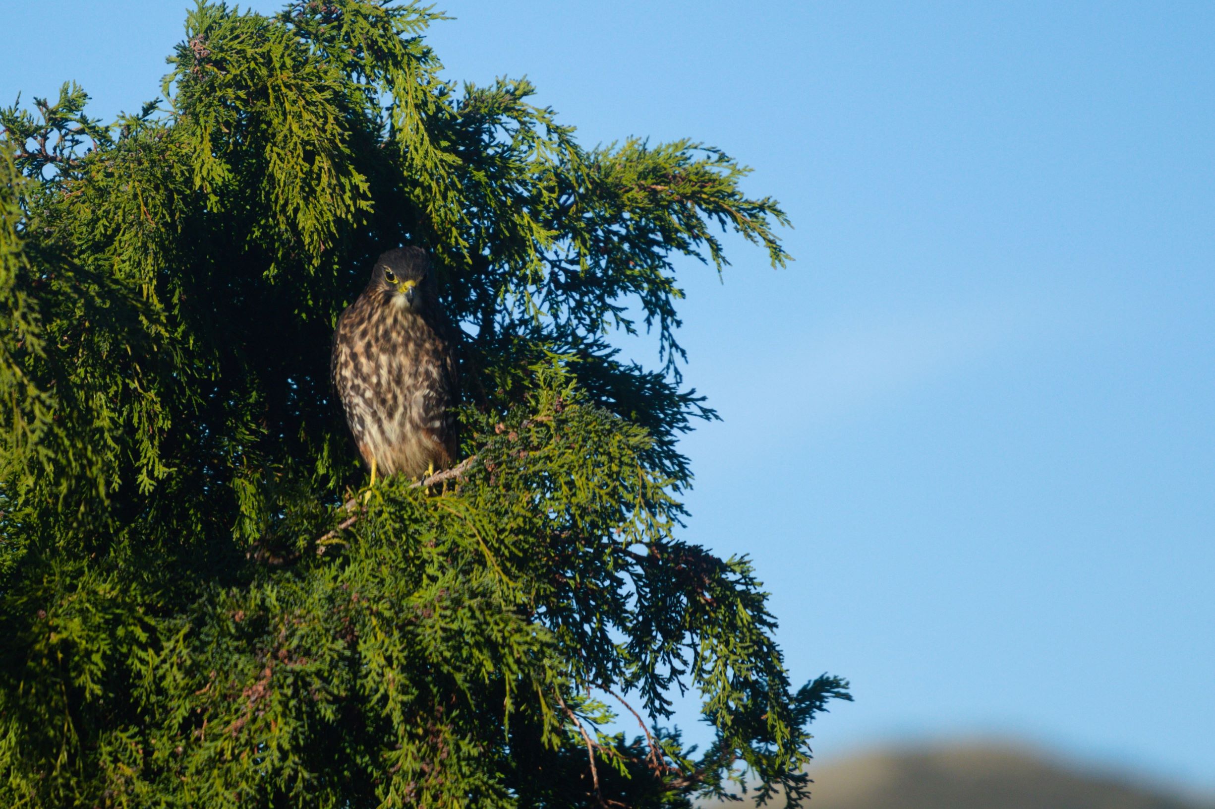 Karearea NZ Falcon – Friends of Tawa Bush Reserves