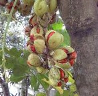 Know the native tree species in Tawa reserves with Gil Roper – Kohekohe ...