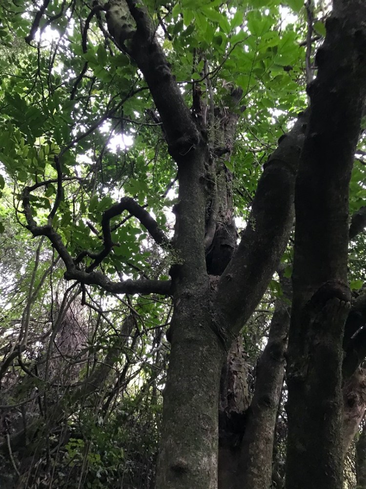 Know the native tree species in Tawa reserves with Gil Roper – Kohekohe ...