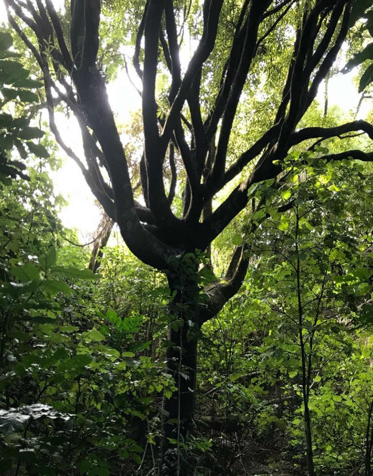 Know the native trees in Tawa reserves with Gil Roper – Tawa – Friends ...