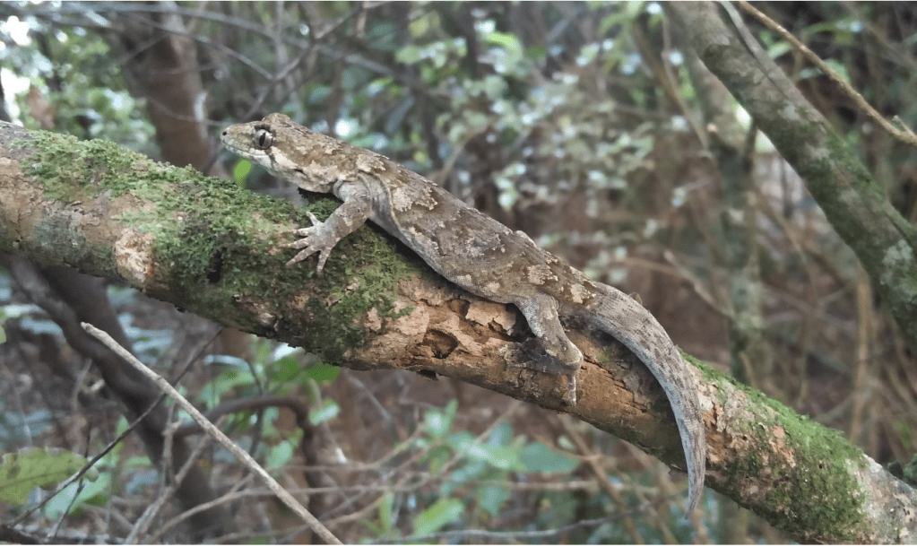 ngahere-gecko-credit-joel-knight – Friends of Tawa Bush Reserves