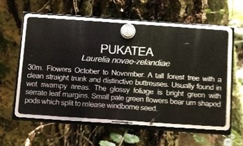 pukatea-signage | Friends of Tawa Bush Reserves – Friends of Tawa Bush ...