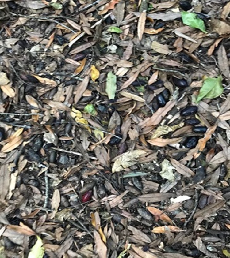 Tawa trees – a vintage year for the fruit – Friends of Tawa Bush Reserves