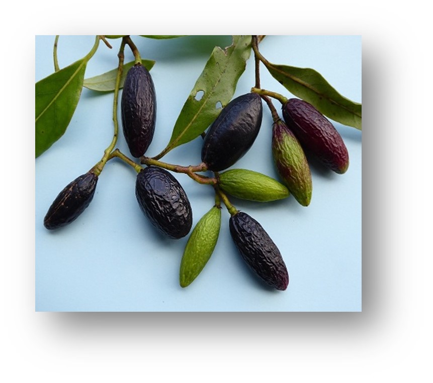 Tawa trees – a vintage year for the fruit – Friends of Tawa Bush Reserves