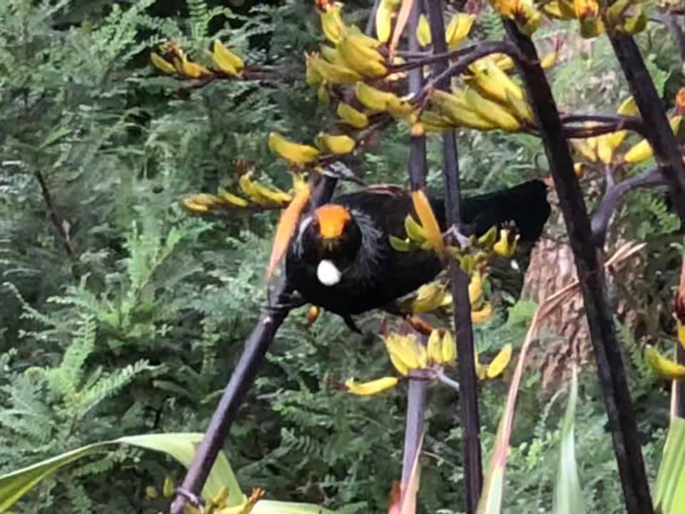 Tui with head covered in pollen from flax flowers – Friends of Tawa ...