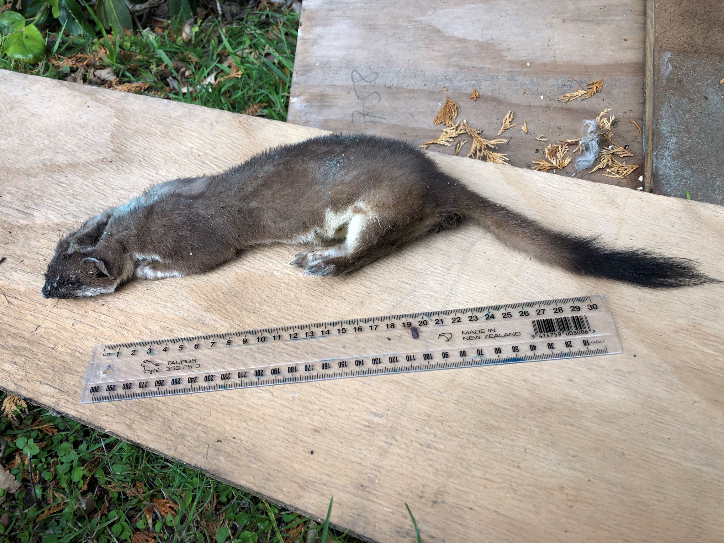 A further stoat – Friends of Tawa Bush Reserves