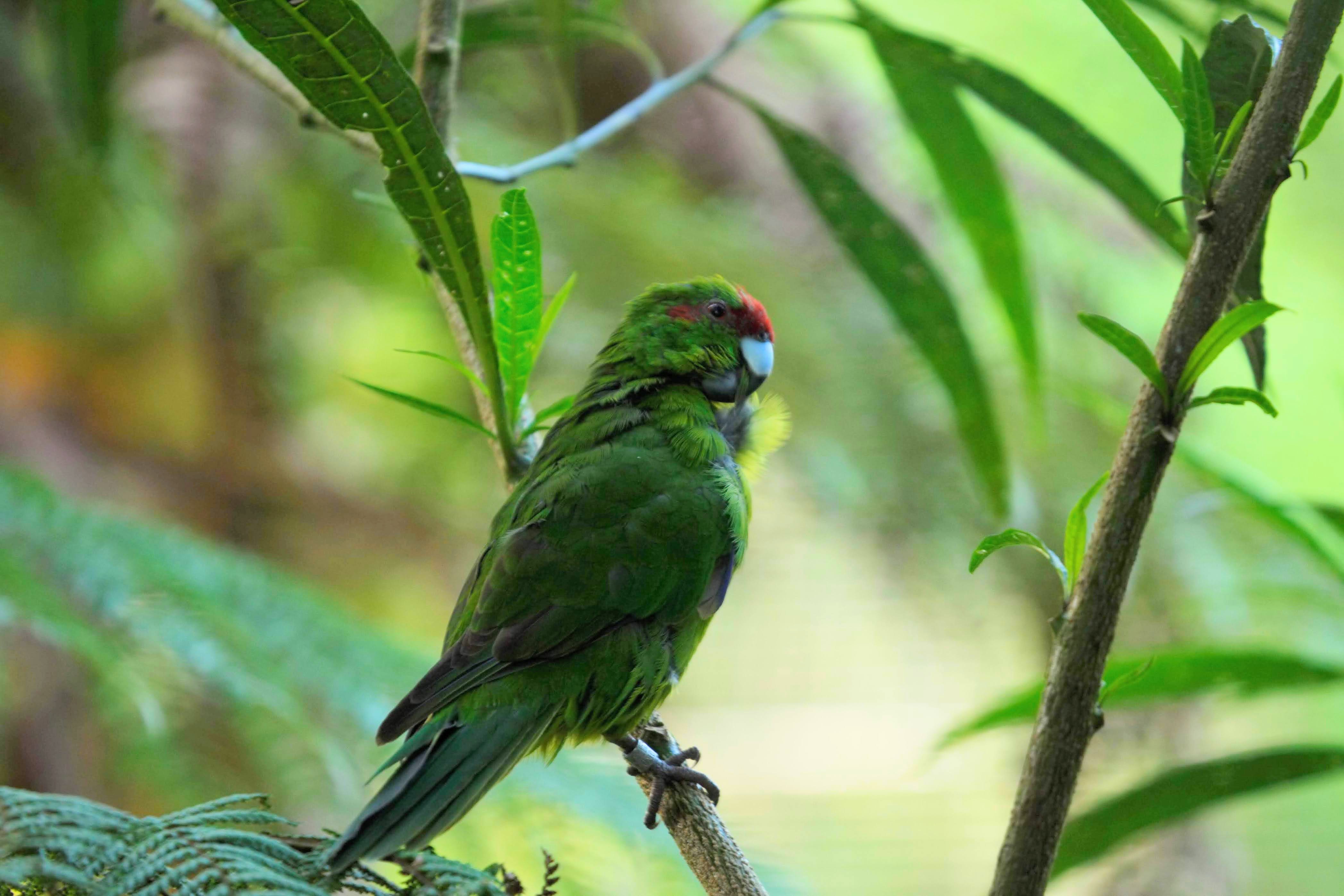 Kākāriki frequently heard and sighted in Redwood Bush – Friends of Tawa ...