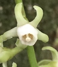 Know the native tree species in Tawa reserves with Gil Roper – Kohekohe ...