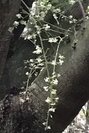 Know the native tree species in Tawa reserves with Gil Roper – Kohekohe ...