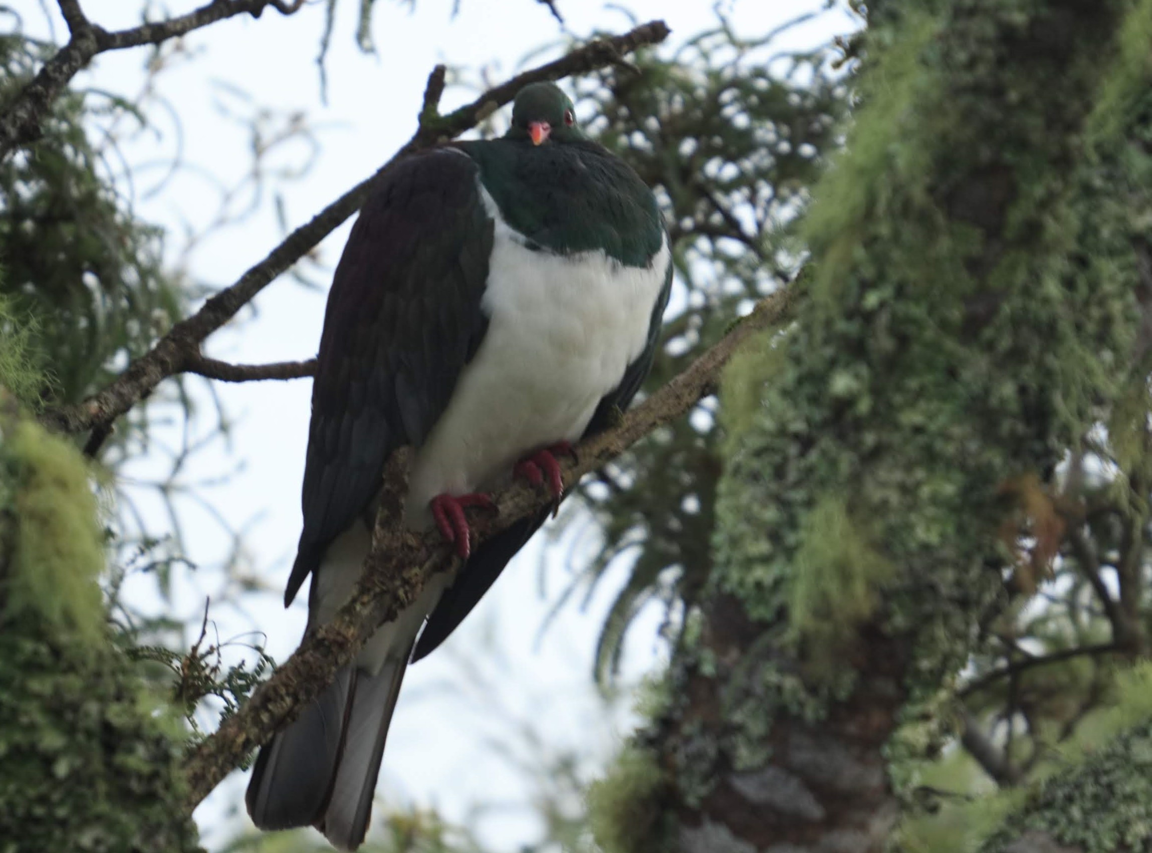 Tawa Native Bush Reserve Birds – Friends of Tawa Bush Reserves