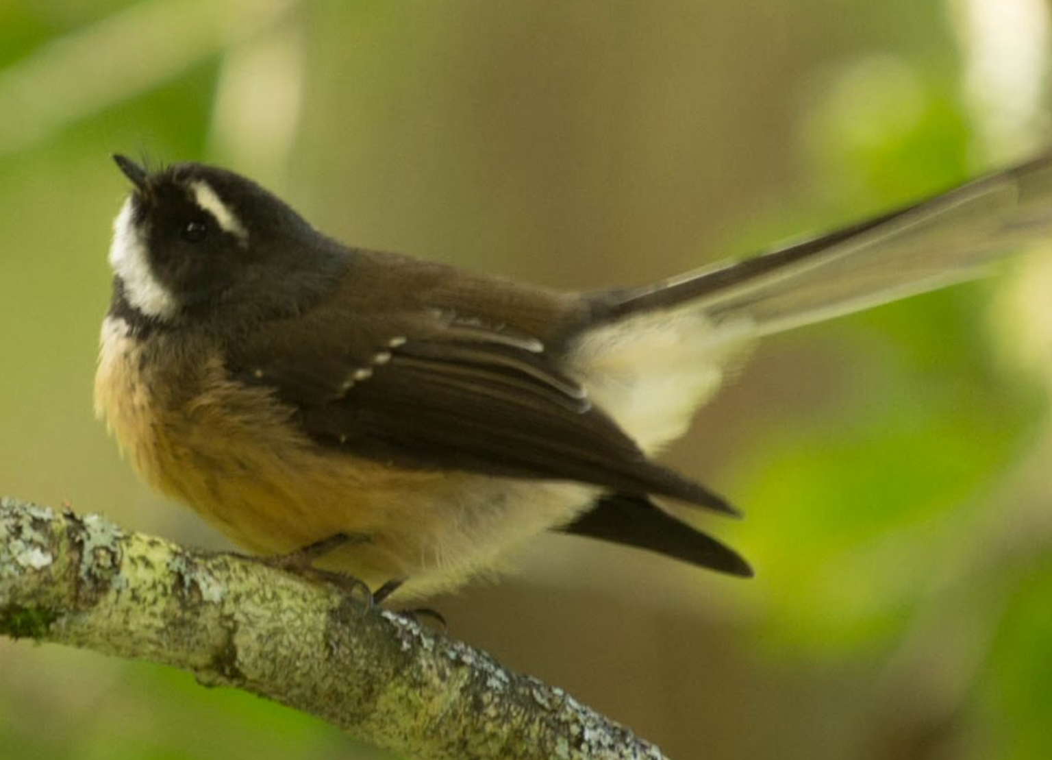 fantail – Friends of Tawa Bush Reserves
