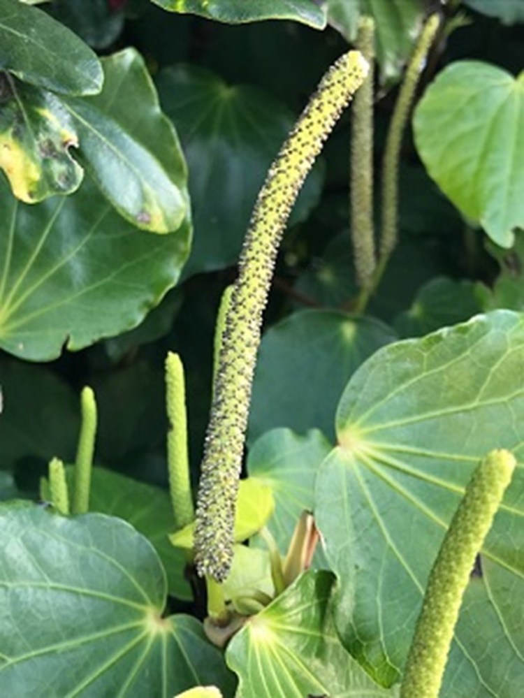 Know the native trees in Tawa reserves with Gil Roper – Kawakawa ...