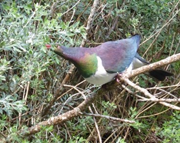 What do Kererū eat in Winter? – Friends of Tawa Bush Reserves