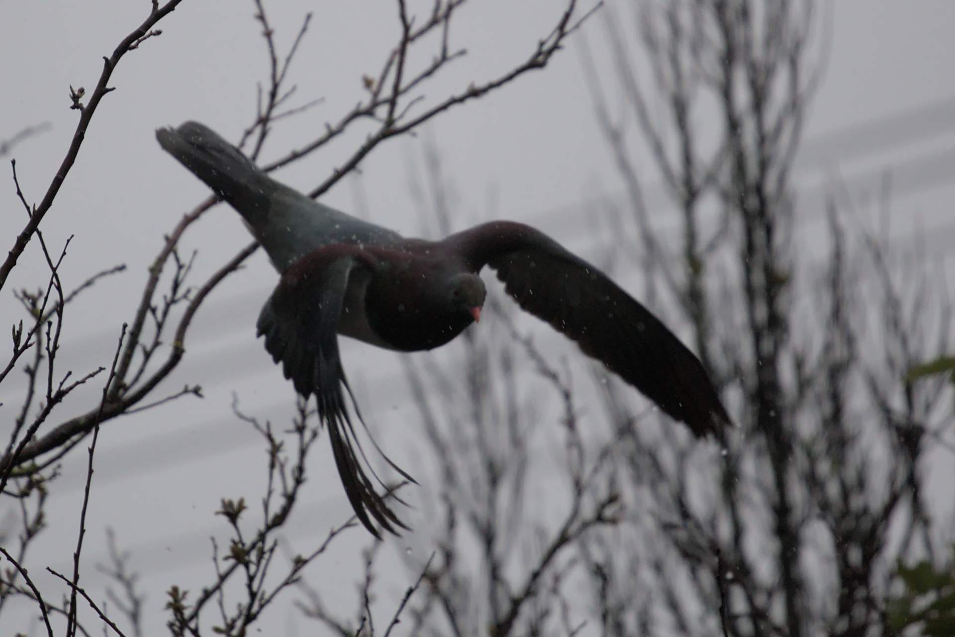 kereru-in-flight2-1 – Friends of Tawa Bush Reserves