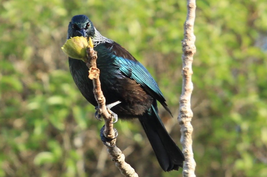 tui-eating-a-fig – Friends of Tawa Bush Reserves