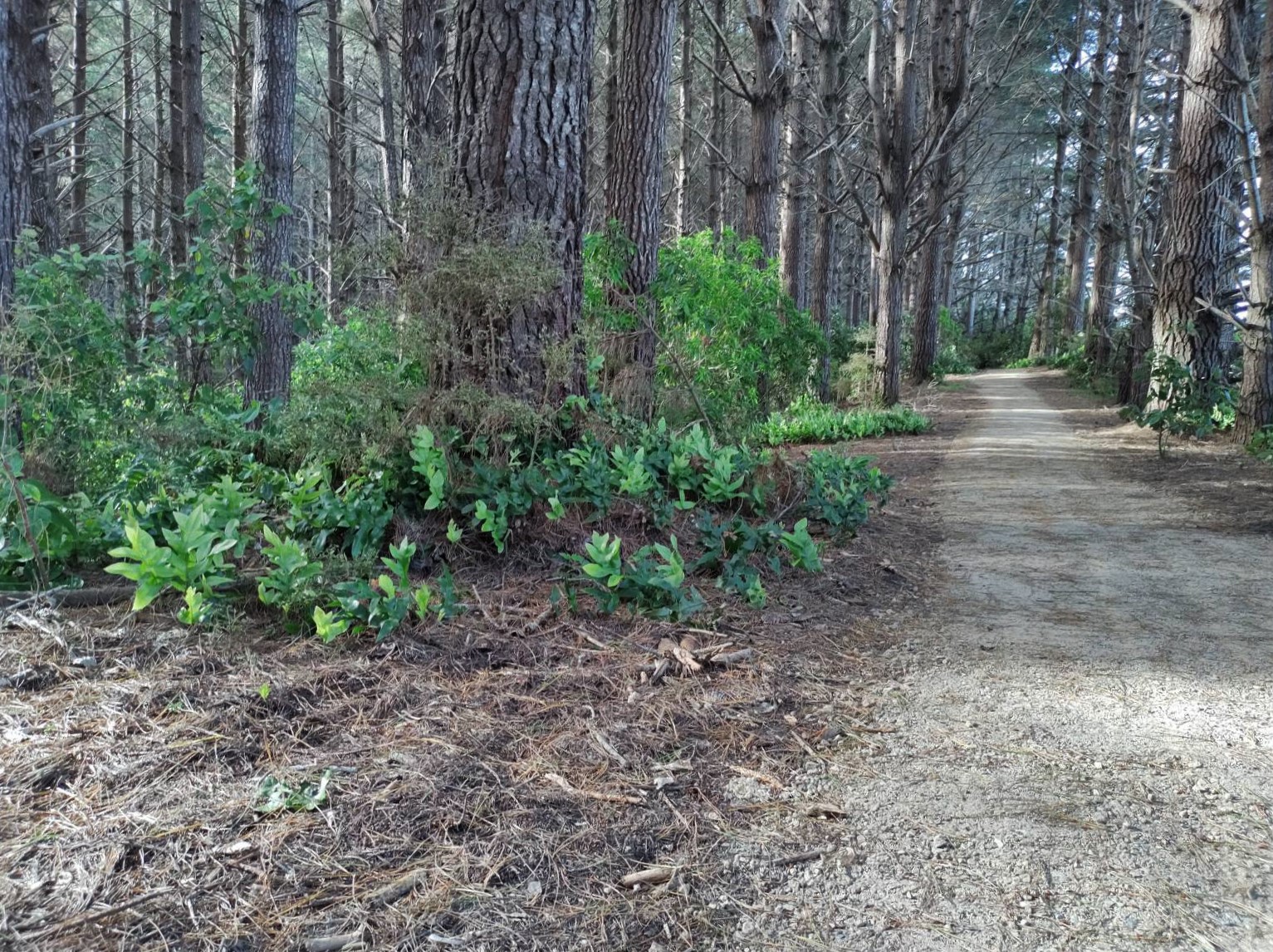 2021-11-26 forest of tawa top ridge ferns – Friends of Tawa Bush Reserves