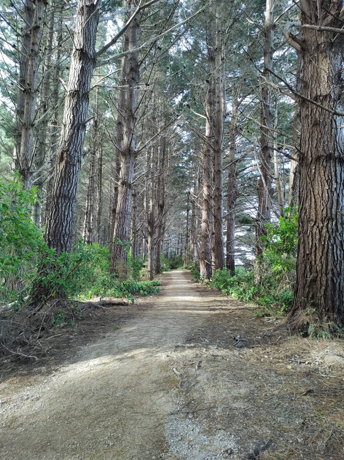 2021-11-26 forest of tawa top ridge – Friends of Tawa Bush Reserves