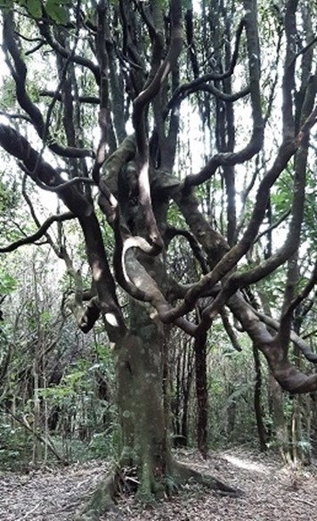 Know the native trees in Tawa reserves with Gil Roper – Tawa – Friends ...