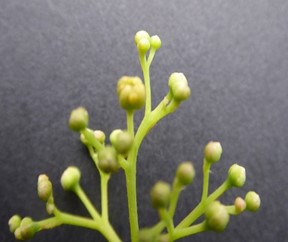 Know the native trees in Tawa reserves with Gil Roper – Tawa – Friends ...