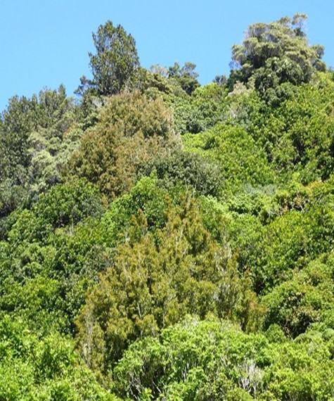 Know the native trees in Tawa reserves with Gil Roper – Tawa – Friends ...