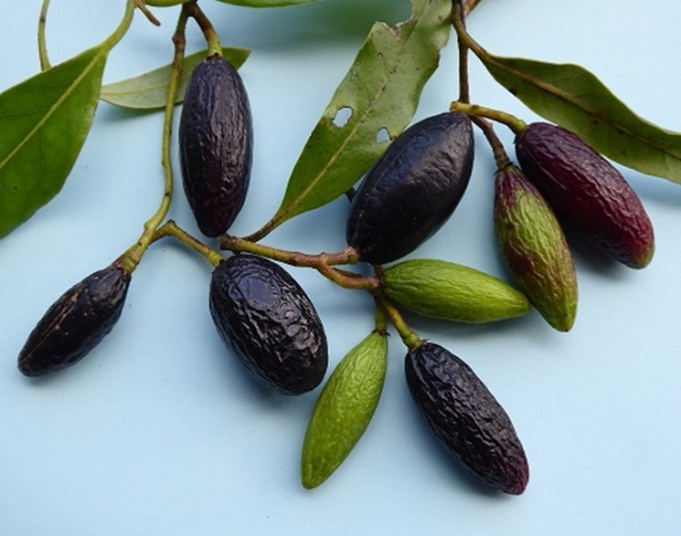 Know the native trees in Tawa reserves with Gil Roper – Tawa – Friends ...