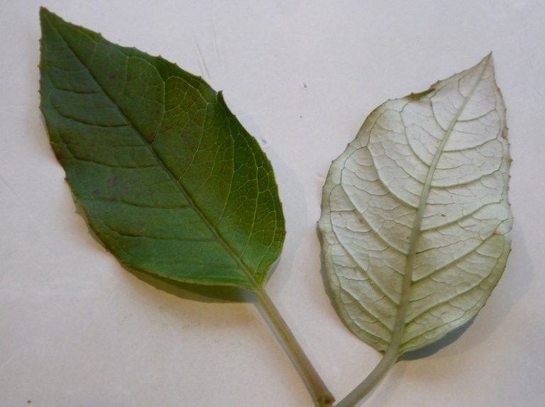 Know the native trees in Tawa reserves with Gil Roper – tree fuchsia ...