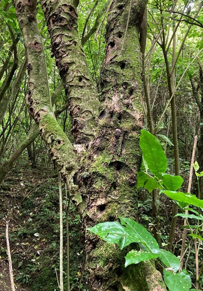 Puriri moths – an extreme life cycle – Friends of Tawa Bush Reserves