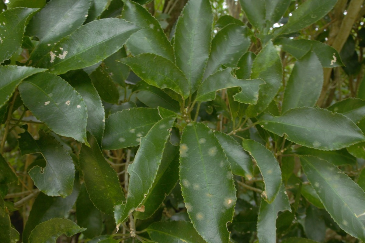 Know the native trees in Tawa reserves with Gil Roper – Melicytus ...