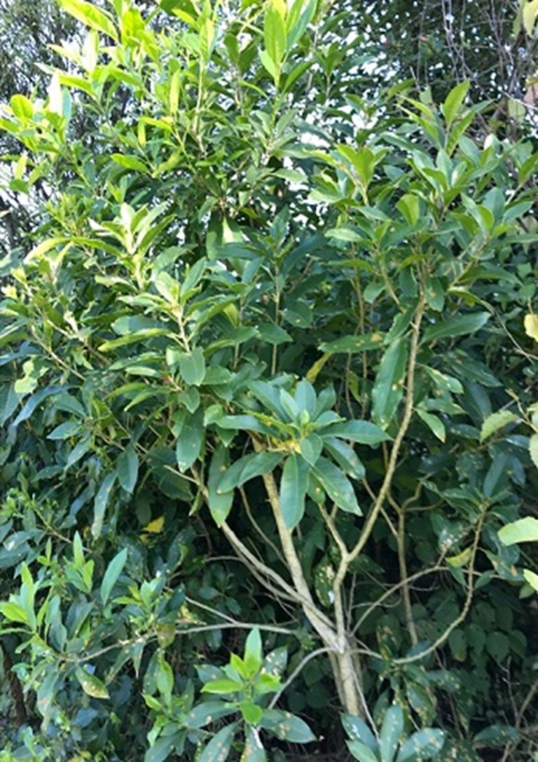 Know the native trees in Tawa reserves with Gil Roper – Melicytus ...