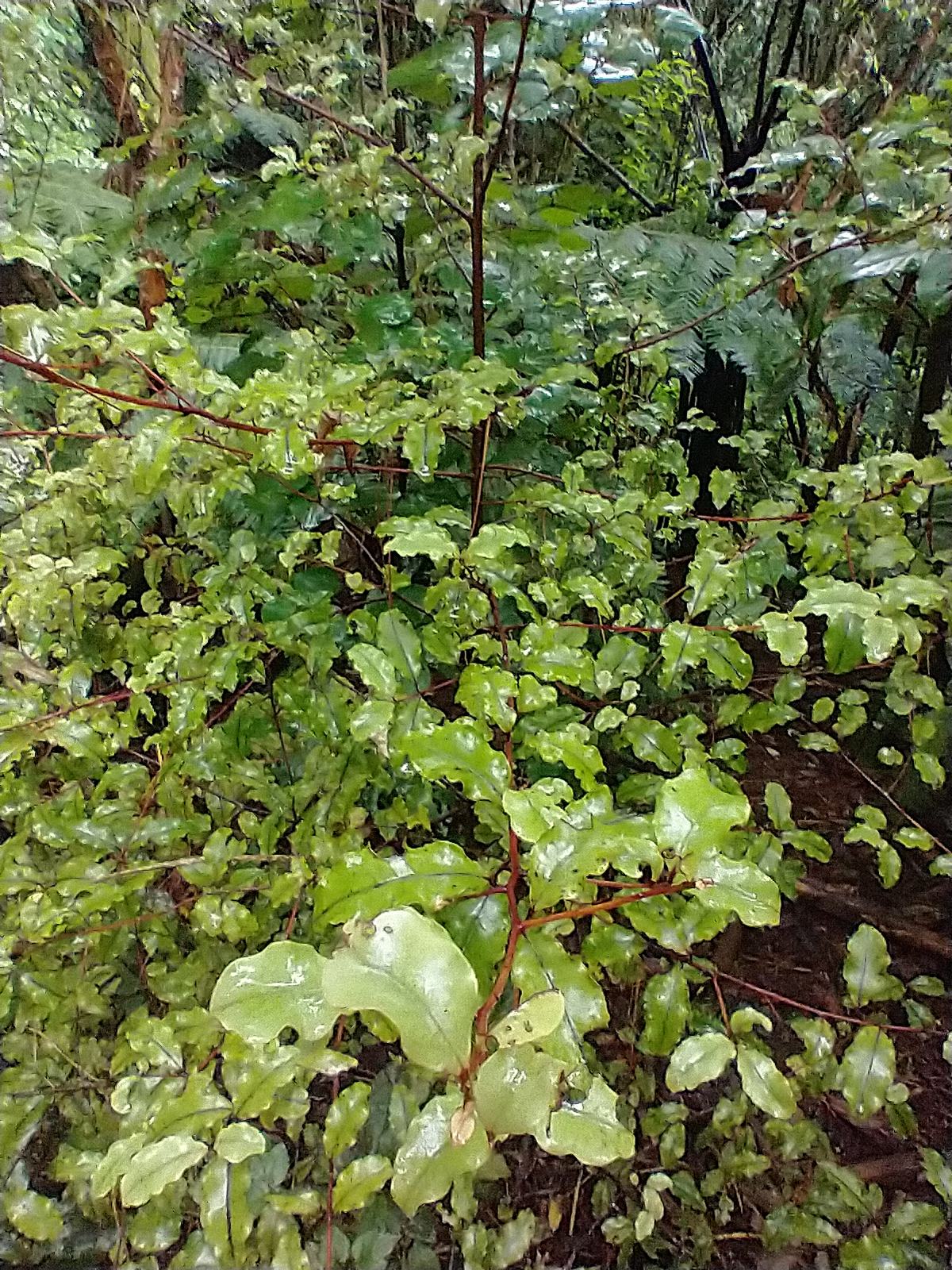 Know the native trees in Tawa reserves with Gil Roper – Myrsine ...