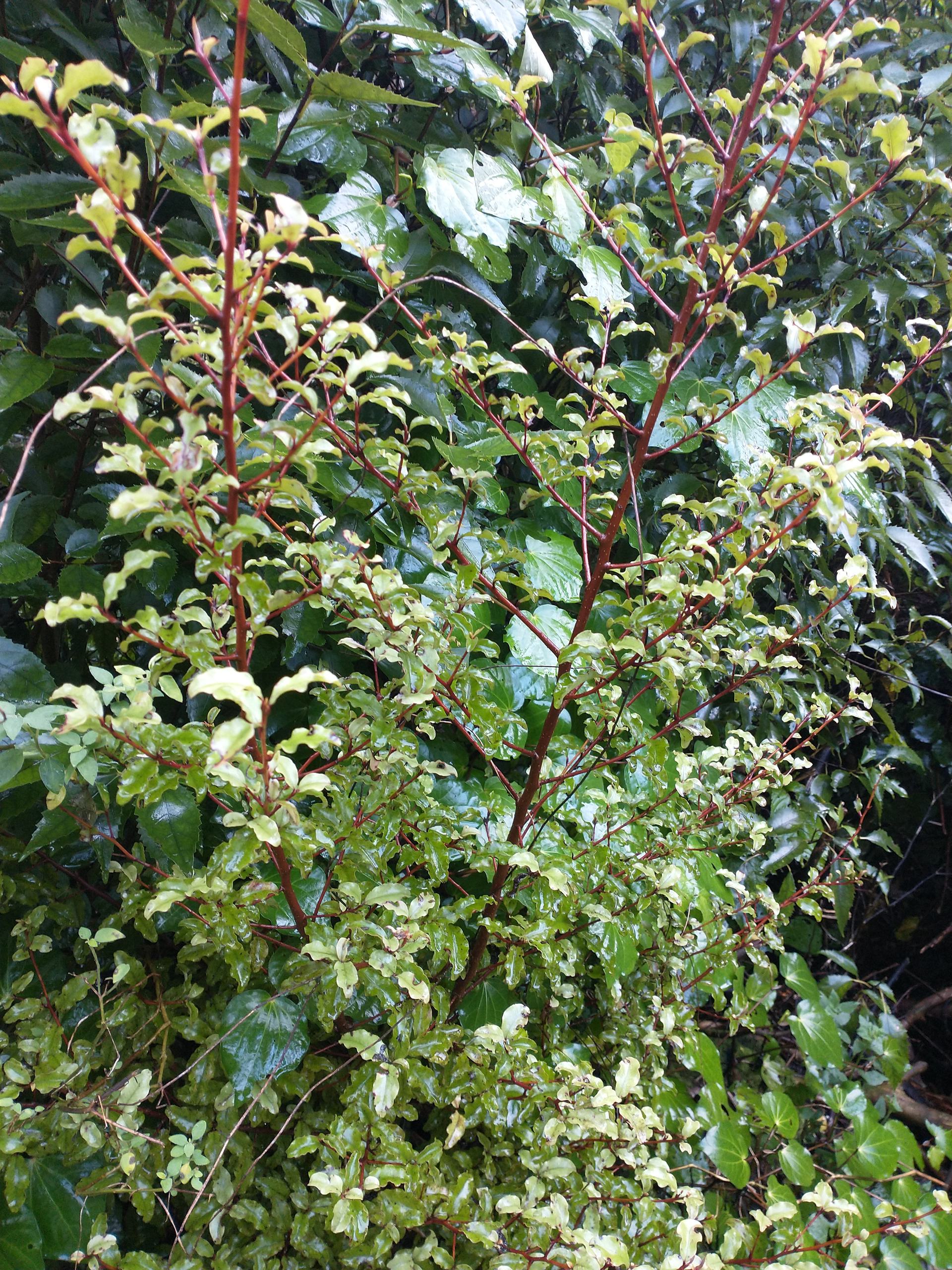 Know the native trees in Tawa reserves with Gil Roper – Myrsine ...