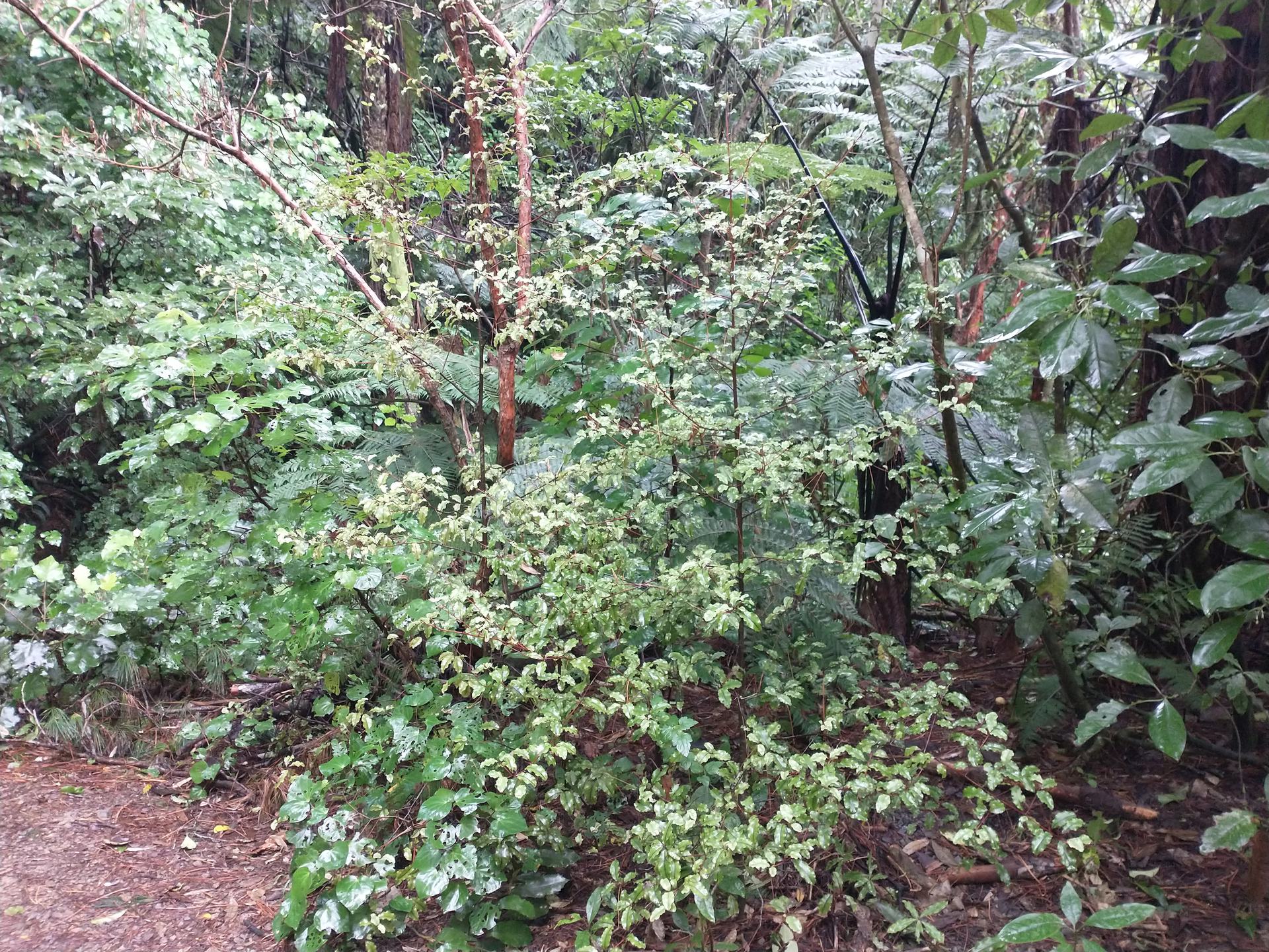 Know the native trees in Tawa reserves with Gil Roper – Myrsine ...