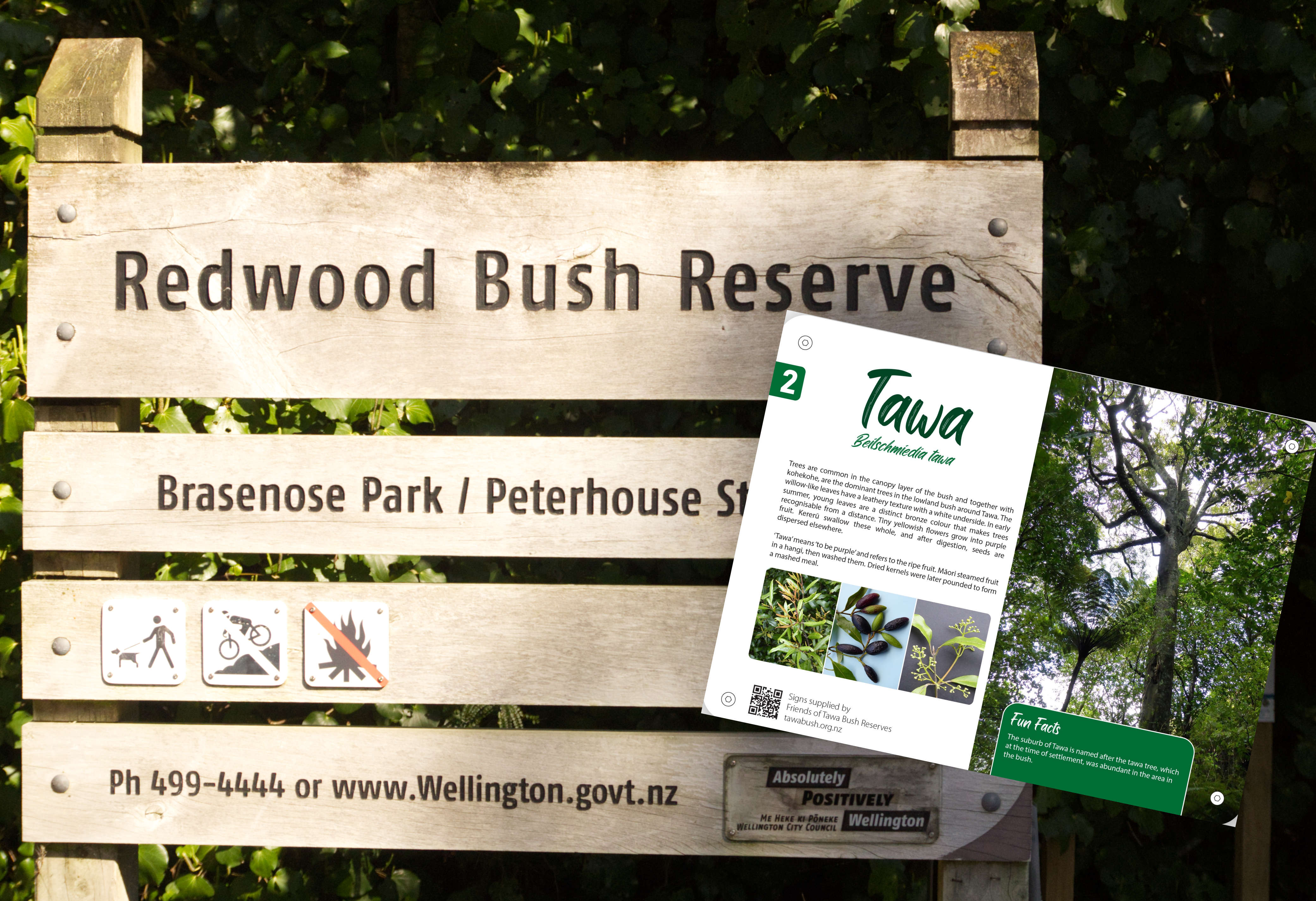 Signed Botanical Walk in Redwood Bush – Friends of Tawa Bush Reserves