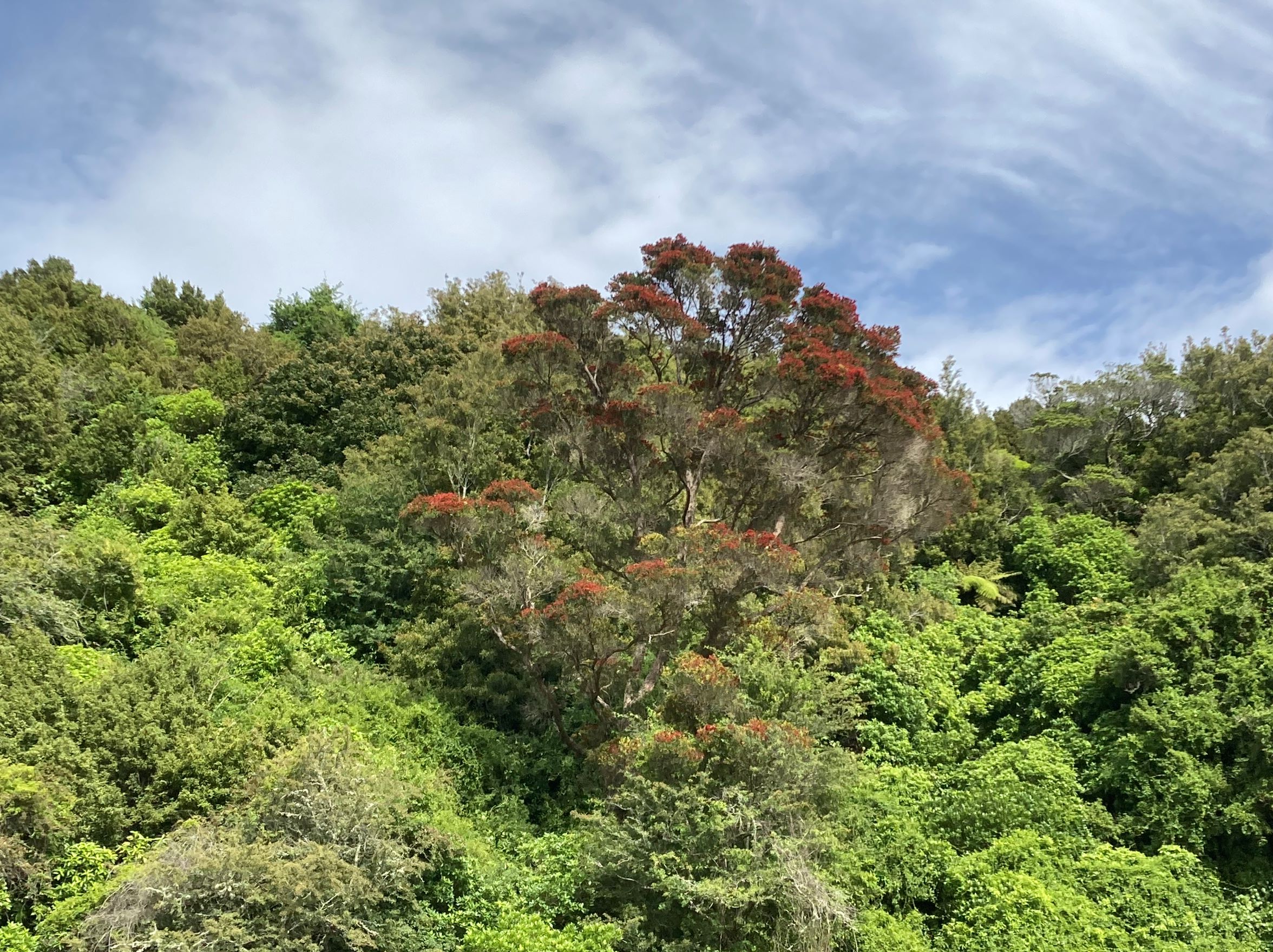 Have you sighted the flowering rātā tree from Takapu Road? – Friends of ...