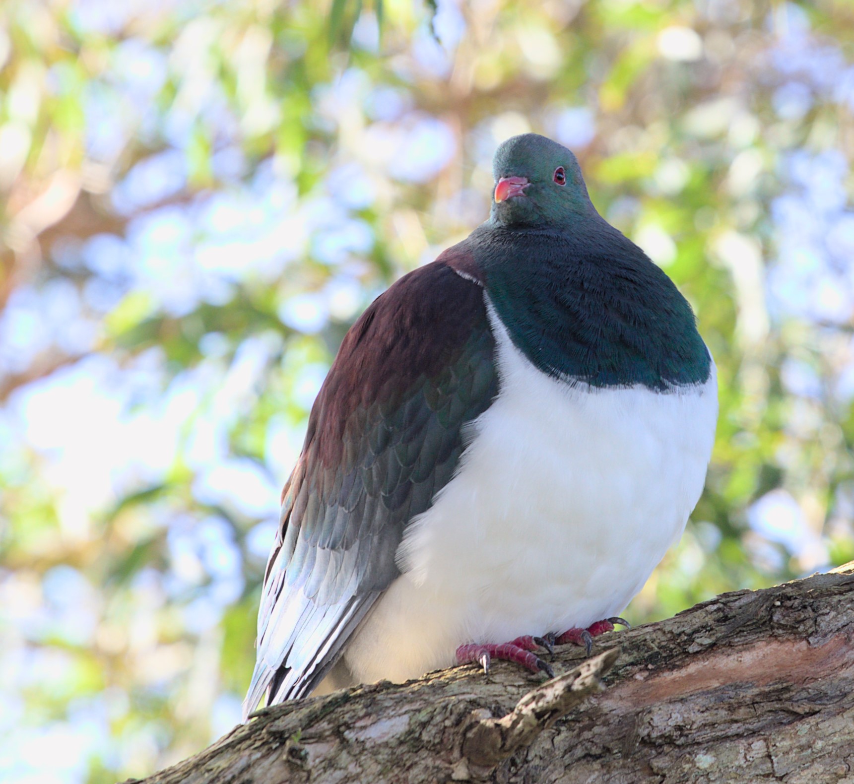 Resurgence of kererū numbers in Tawa reserves – Friends of Tawa Bush ...
