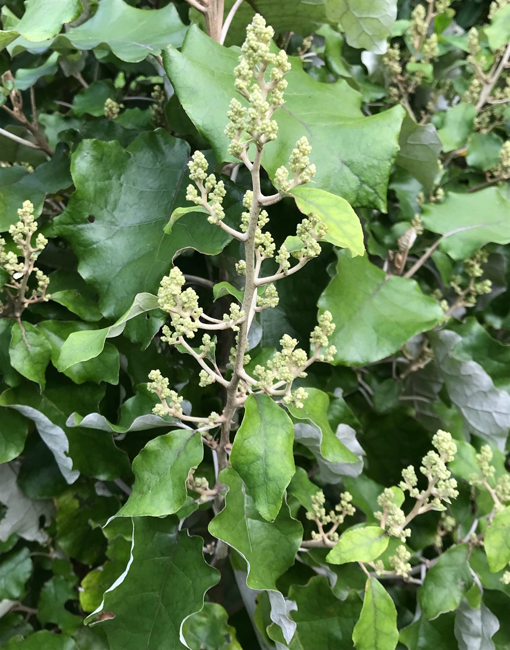 Know the native trees in Tawa reserves with Gil Roper – Brachyglottis ...