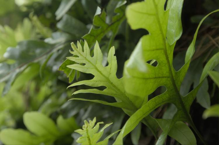 Know the native flora in Tawa reserves – Kōwaowao, pāraharaha, hound’s ...
