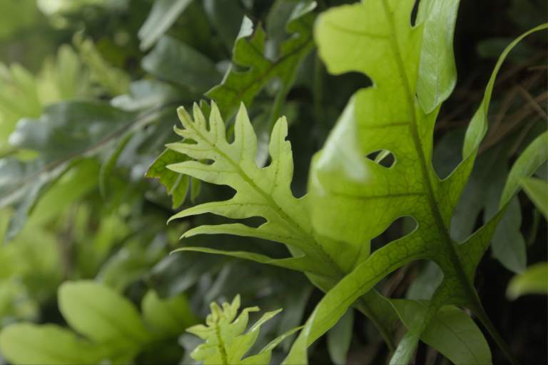 Know the native flora in Tawa reserves – Kōwaowao, pāraharaha, hound’s ...