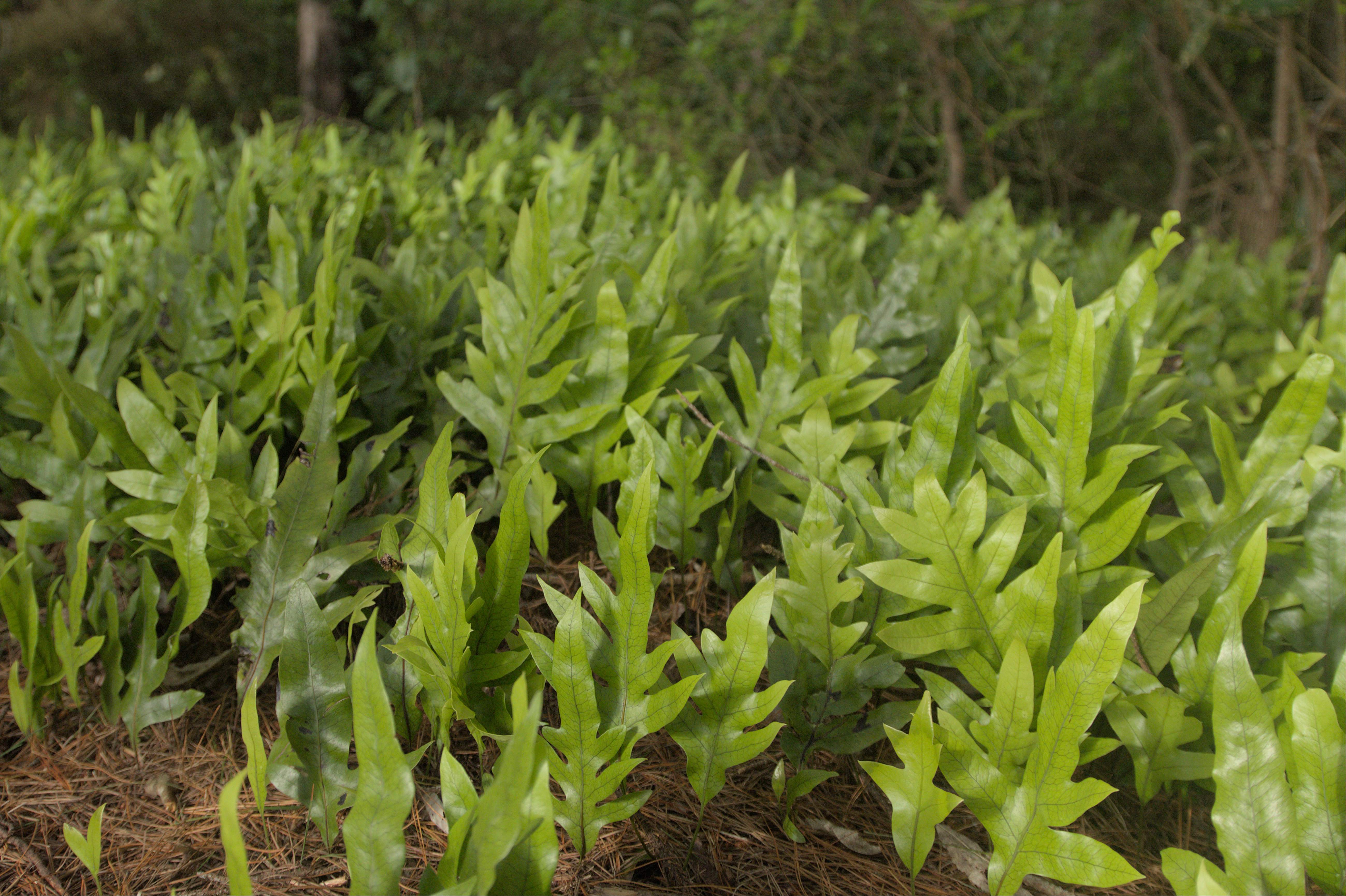 Know the native flora in Tawa reserves – Kōwaowao, pāraharaha, hound’s ...