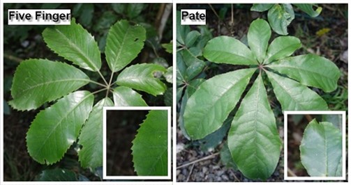 Know the native flora in Tawa reserves – Whauwhaupaku, five finger ...