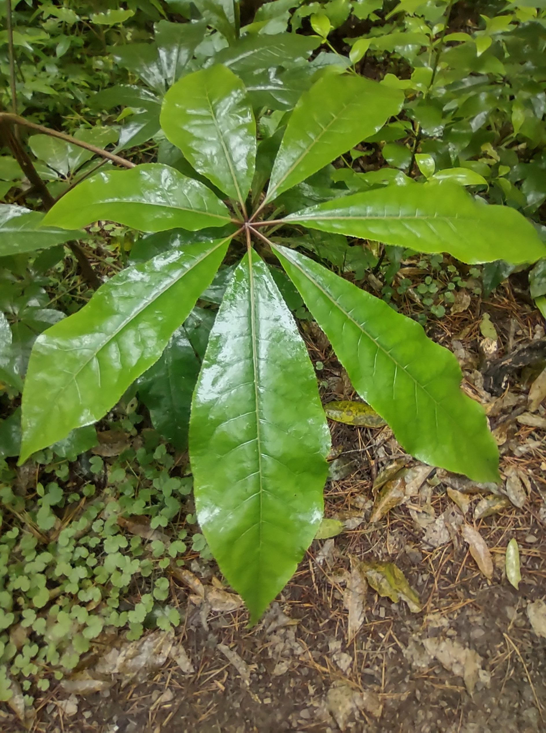 Know the native flora in Tawa reserves – Whauwhaupaku, five finger ...