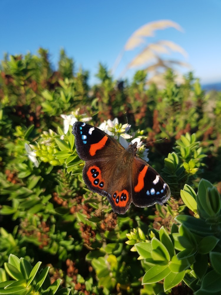 Help Save the Endangered Native Red Admiral Butterfly – Friends of Tawa ...