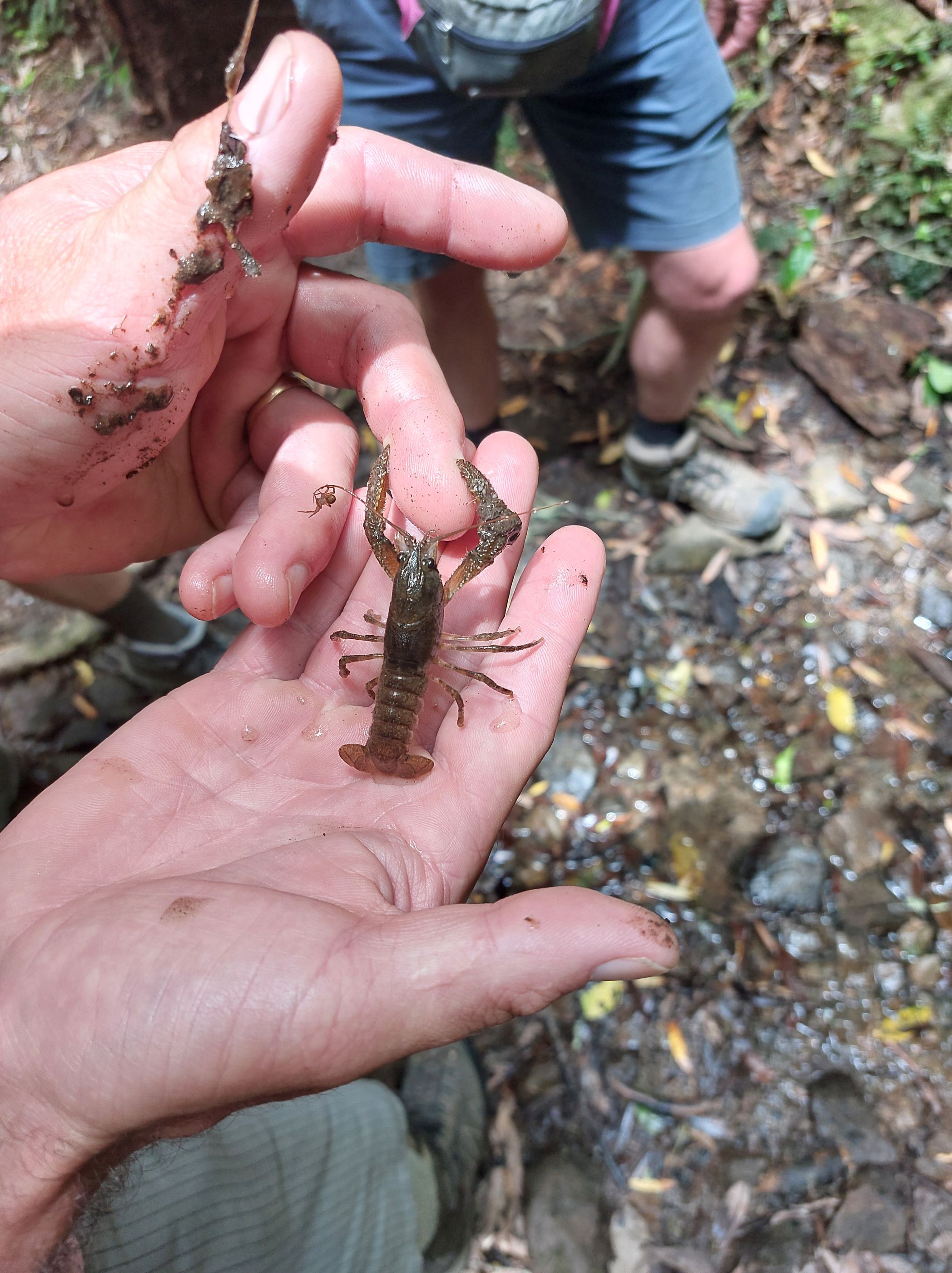 Our threatened native Kōura – Friends of Tawa Bush Reserves